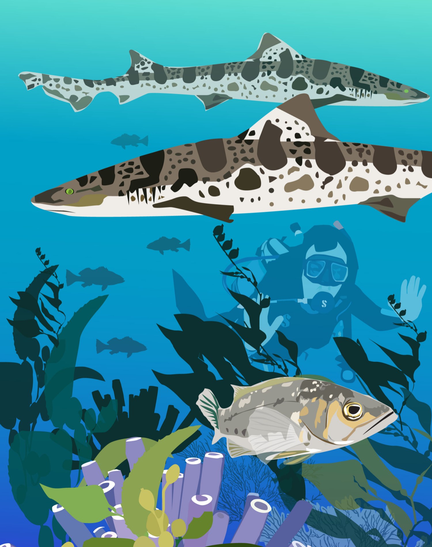 Leopard Shark – Catalina Rocks!